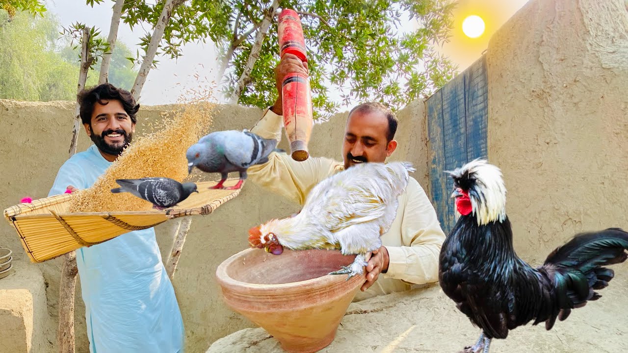 Make Birds Diet in desi style 🤩| Birds herran | Apna Dihat - YouTube