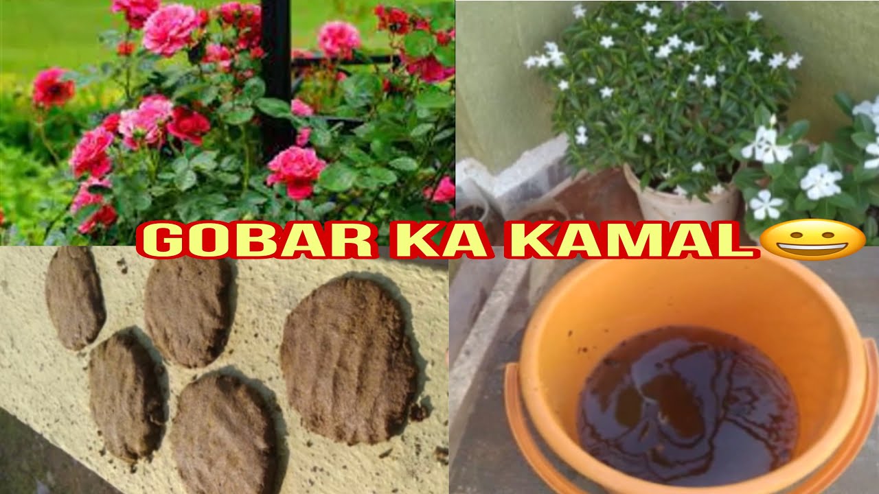 🔷 Gobar ka Kamal || flowers 🌺 || Khaad || Matti || Pot || # ...