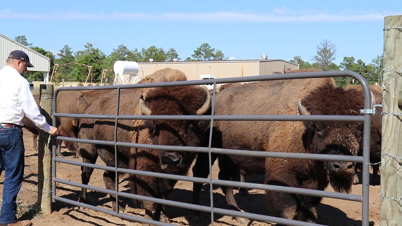 Ep. 227 - Building a Bison Ranch: Well House Build Part 3 - YouTube