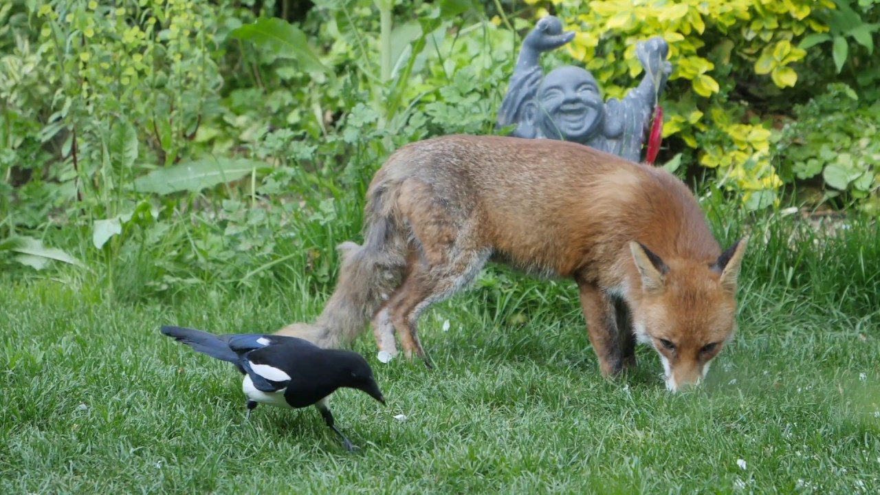 The fox and the magpie - YouTube