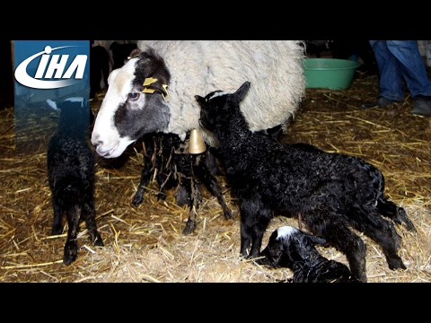 İthal Ettiği Koyunlardan 6’sı Beşiz Doğurdu