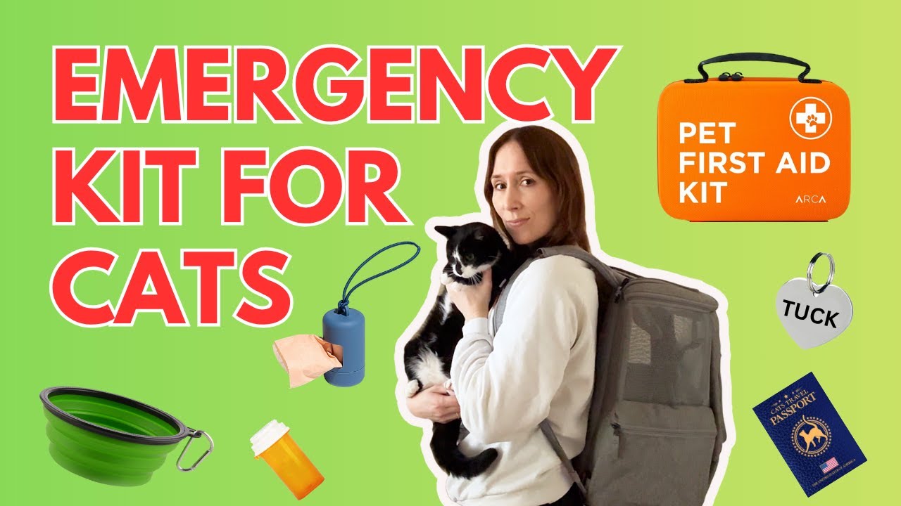What every cat parent should have in an emergency - YouTube