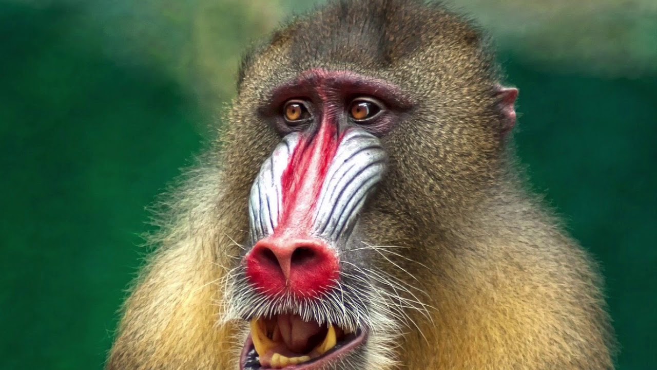 15 Beautiful Monkeys In The World - YouTube