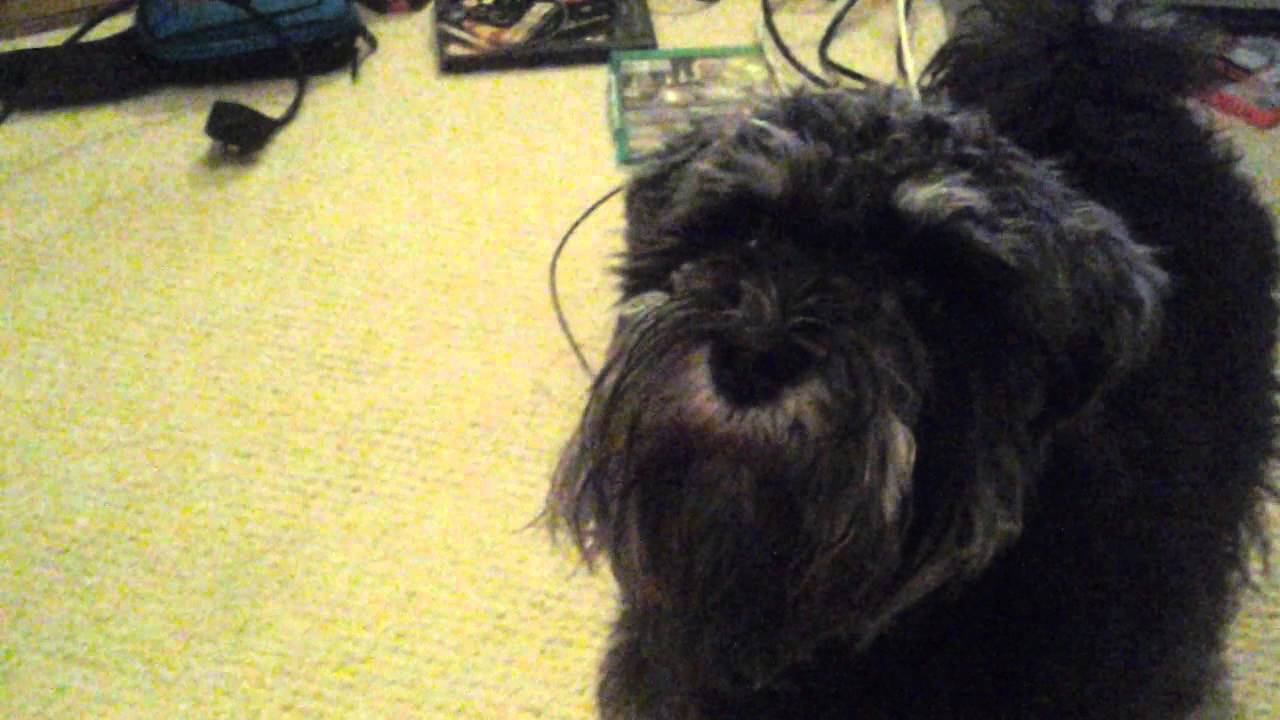 My dog#2 - YouTube