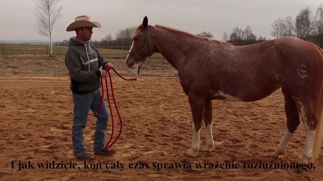 Showmanship at Halter Training Tipps 2 - YouTube