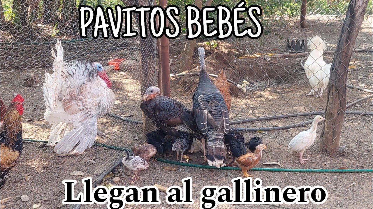 Pavitos bebés en el gallinero, esta es la mejor manera de criar ...