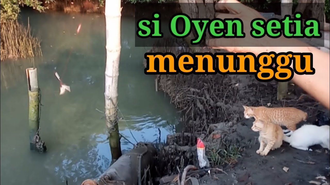 si Oyen setia MENUNGGU - YouTube