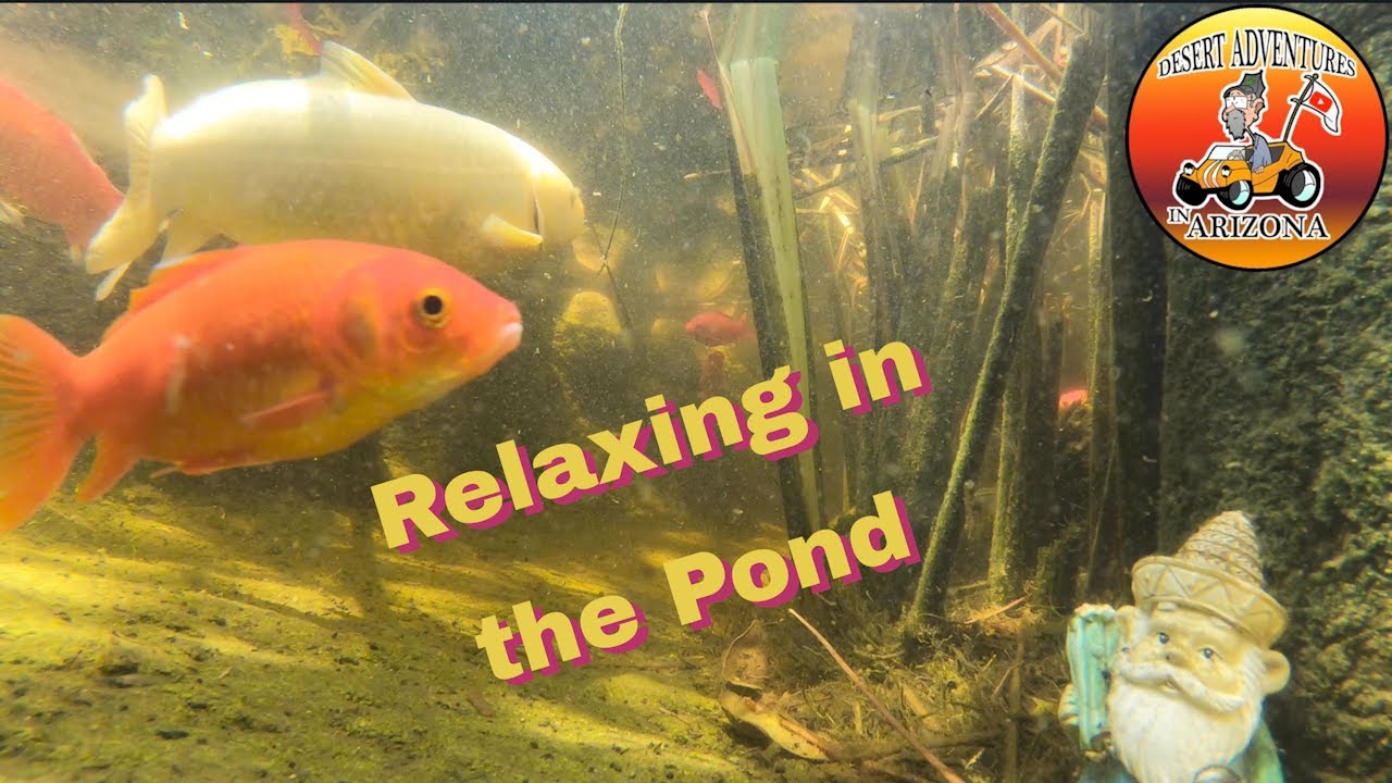 Relaxing Pond Video #asmr #ponds - YouTube