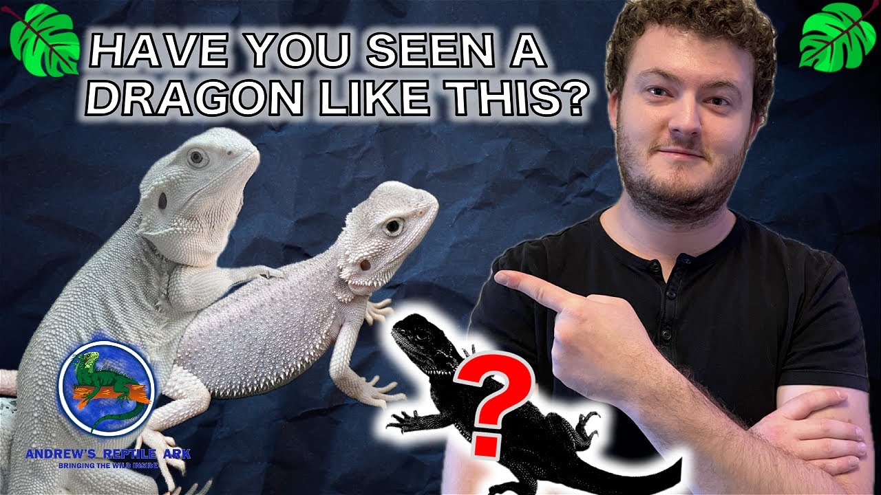 Rarest Bearded Dragon Morph! - YouTube