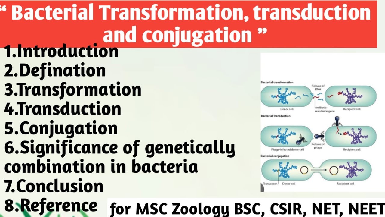 Bacterial Transformation | Transduction | Conjugation | Significance of ...