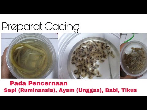 Preparat Basah Cacing Pada Saluran Pencernaan Hewan // Parasit Helmint ...