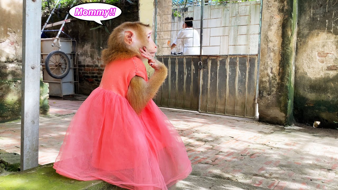 What's happening to Lyly??? Monkey Lyly is worried when she wakes up ...