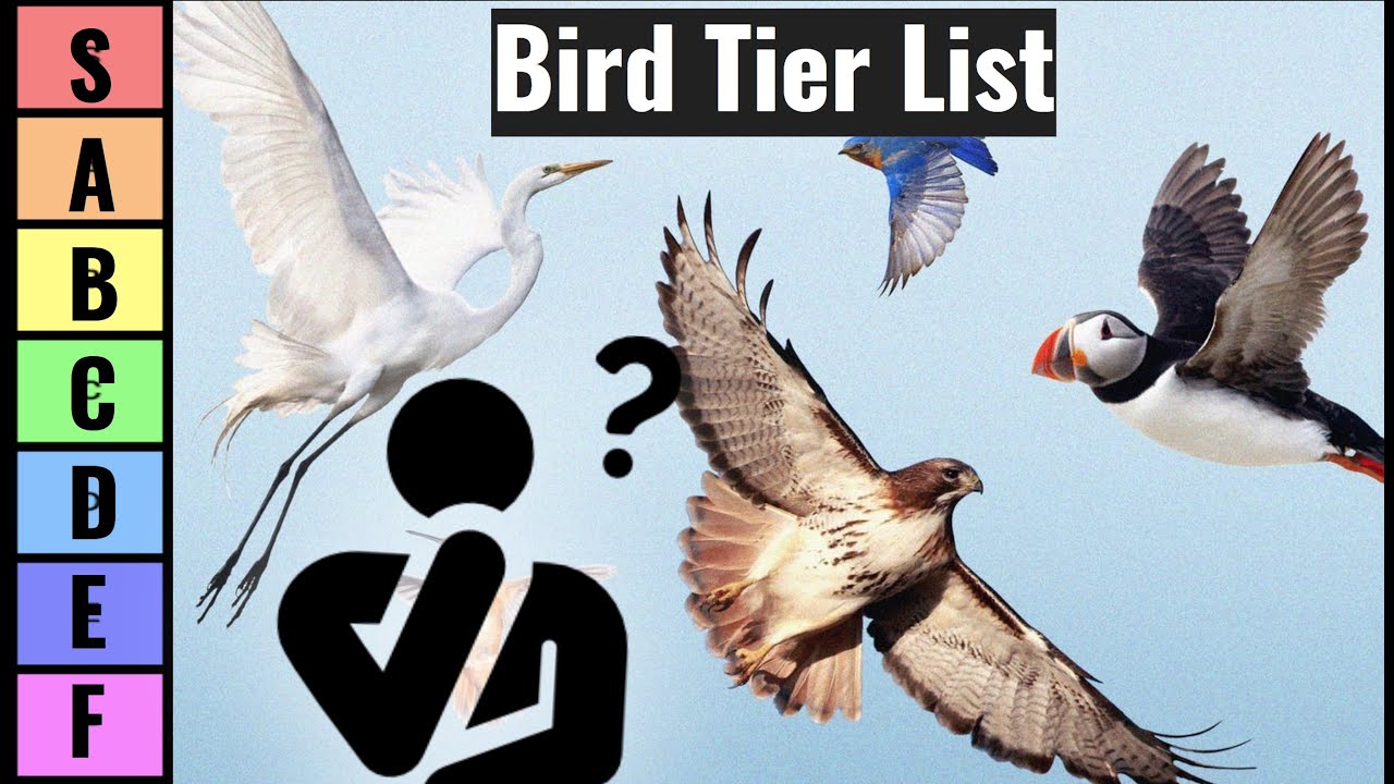 Bird Tier List - YouTube