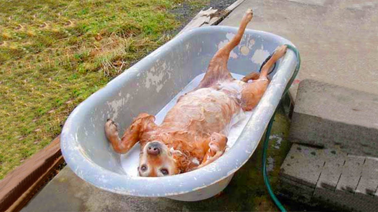 Best of FUNNY DOG videos will fill your hearts with these CUTE and ...