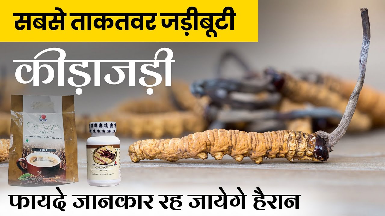 Kidajadi | DXN Cordyceps Coffee, Capsule ke fayede | sabse takatwar ...
