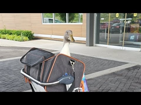 Ham And Quackers is going live! - YouTube