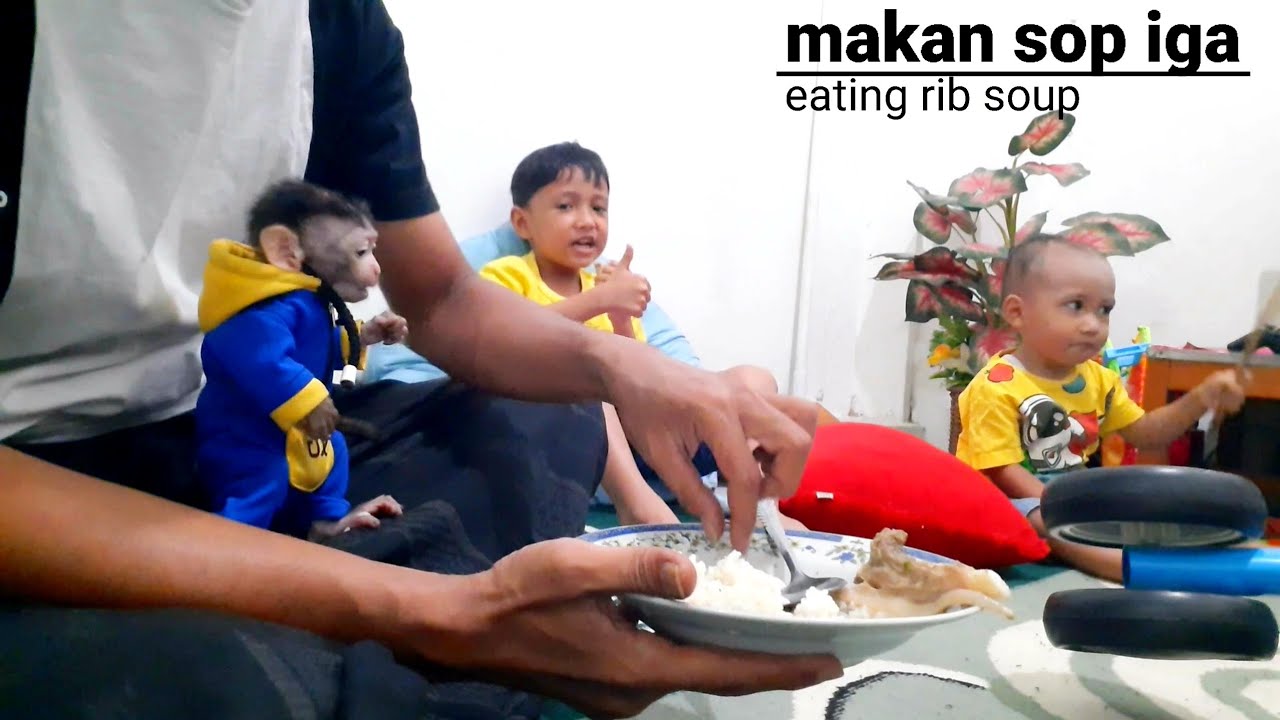 ♥️😃 baby monkey eating rib soup with my family - YouTube