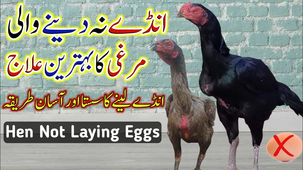 Andy Na Dene Wali Murgi Ka Ilaj || andon se band murgi ka ilaj || HC Aseels - YouTube