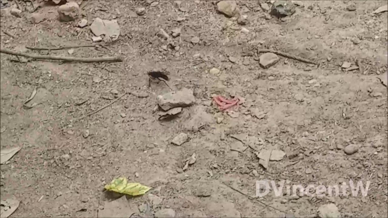 Mud Dauber drags prey (HD) - YouTube