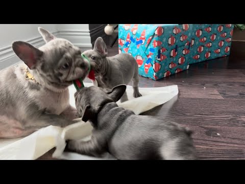 FRENCHIES FIGHTING OVER CHRISTMAS GIFTS 🎁 😭 - YouTube
