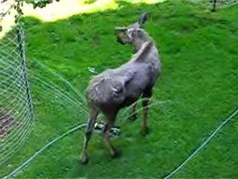 Moose and sprinkler - YouTube