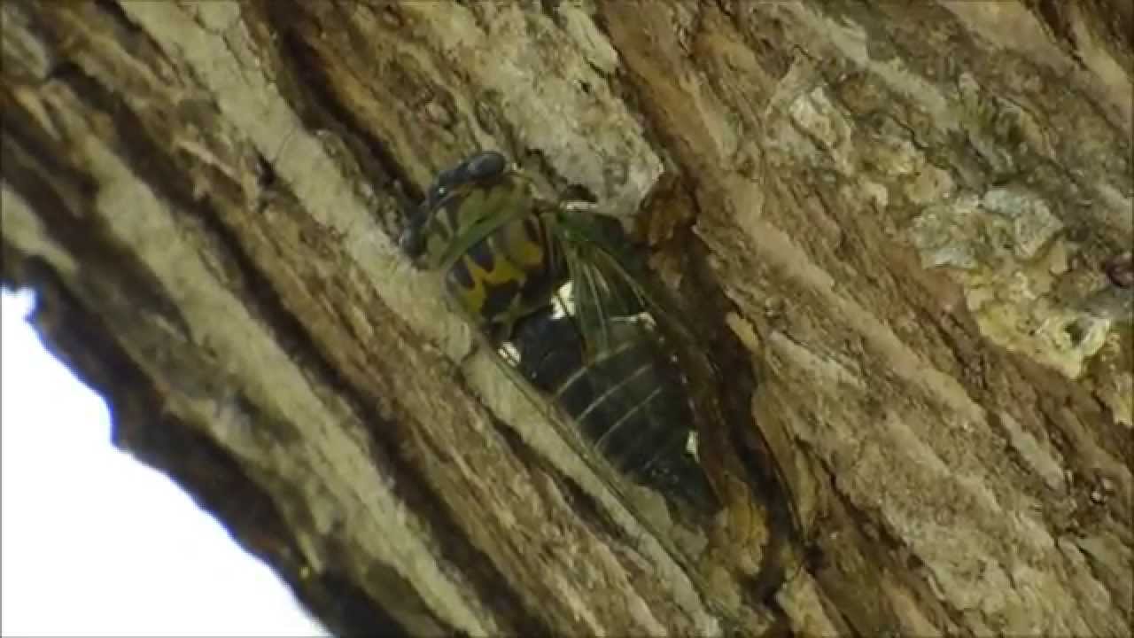 Cicada (Neotibicen pruinosus) Calling & Walking - YouTube