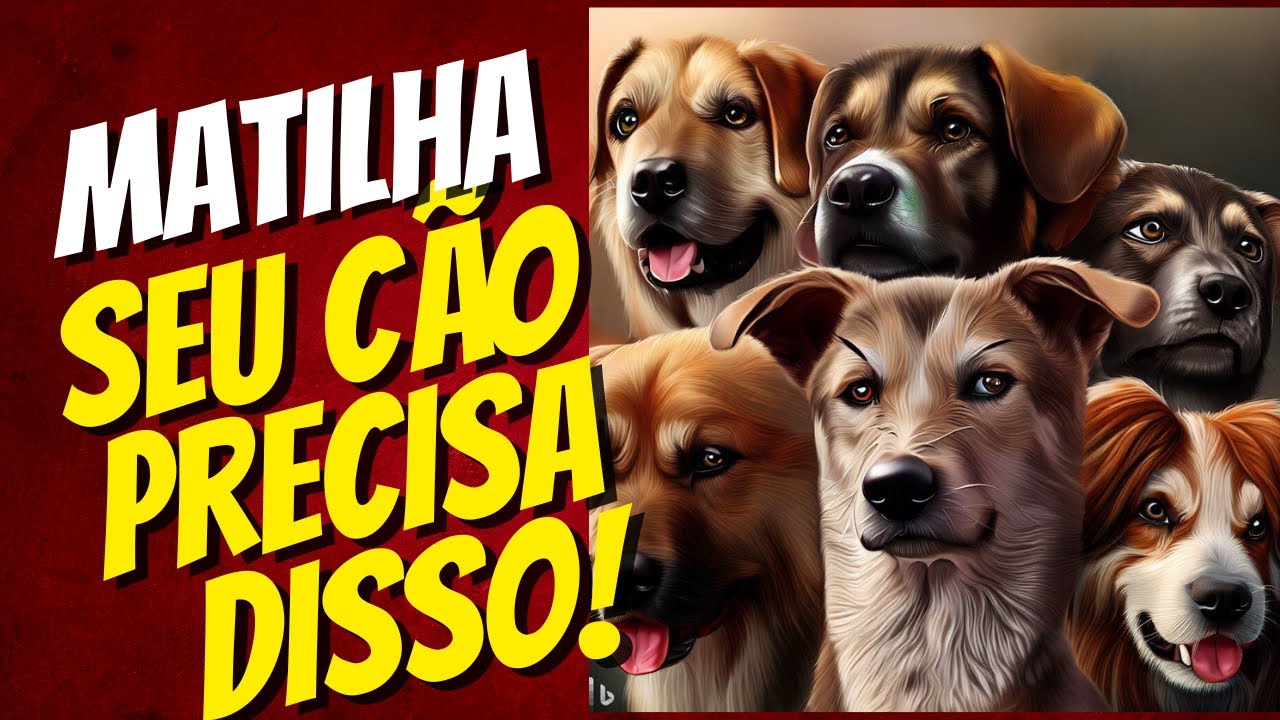 O que é matilha e porque ela é importante para o cão - YouTube