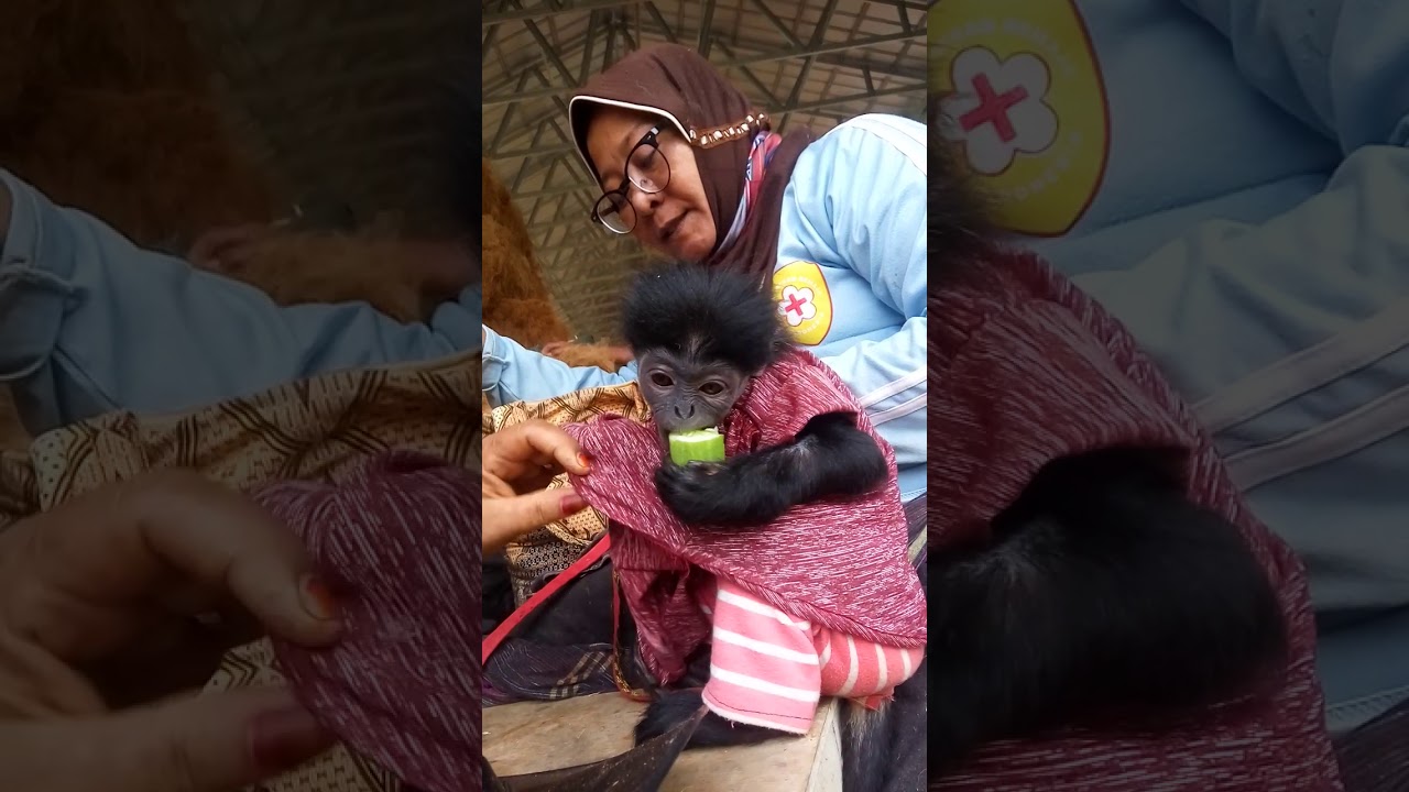 anak lutung - YouTube