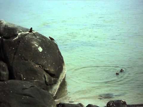 Cliff Diving Monkeys up close! - YouTube