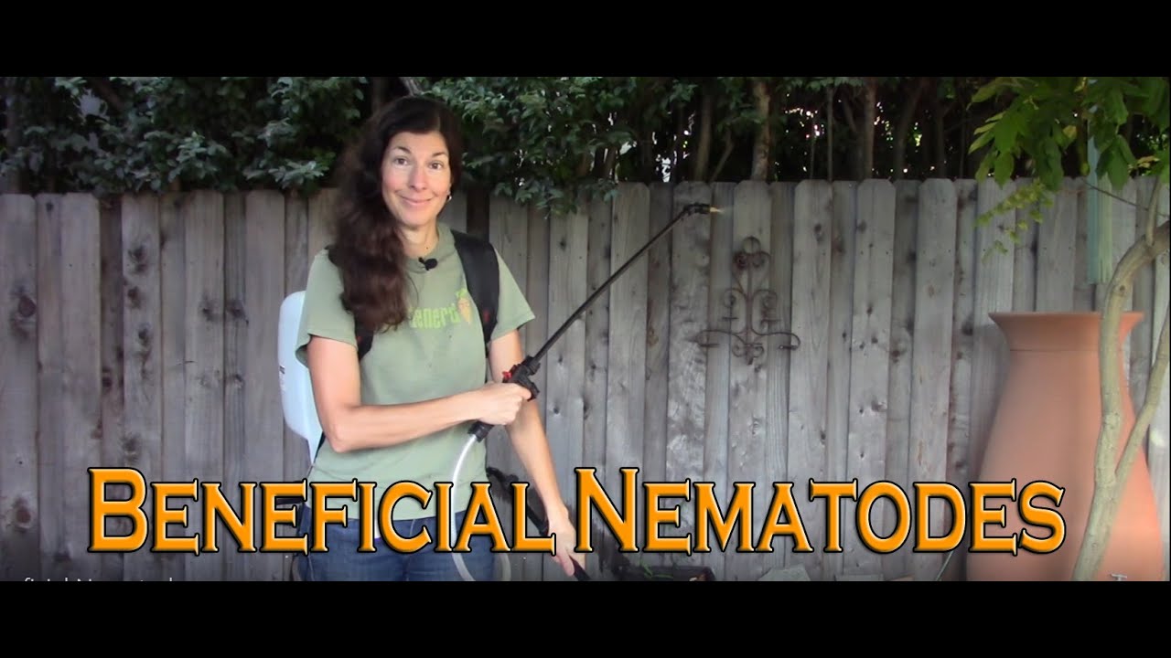 How to Apply Beneficial Nematodes to Control Pests in Your Garden - YouTube