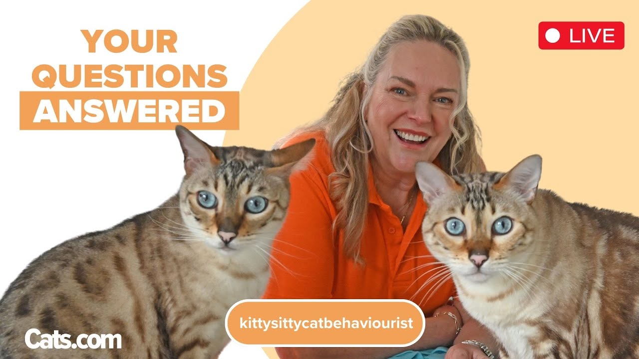 Clinical Cat Behaviourist Answers All Your Questions! - YouTube