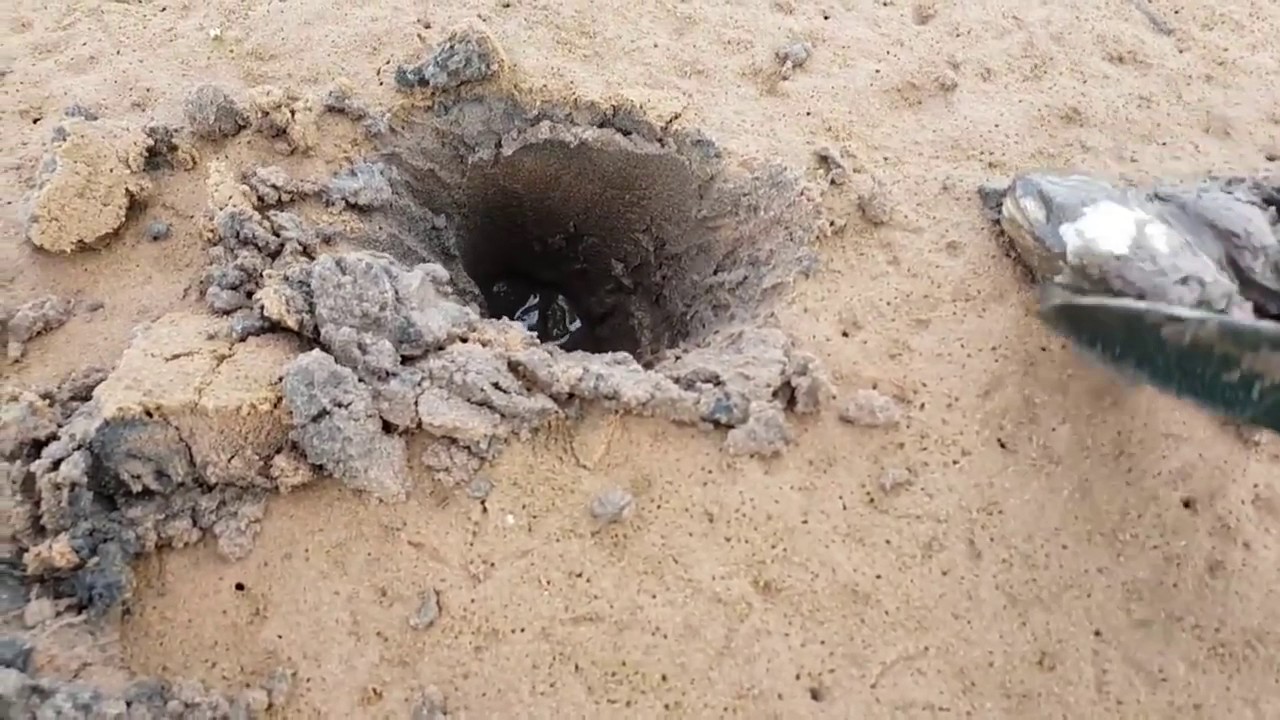 How to dig for soft shell clams - YouTube