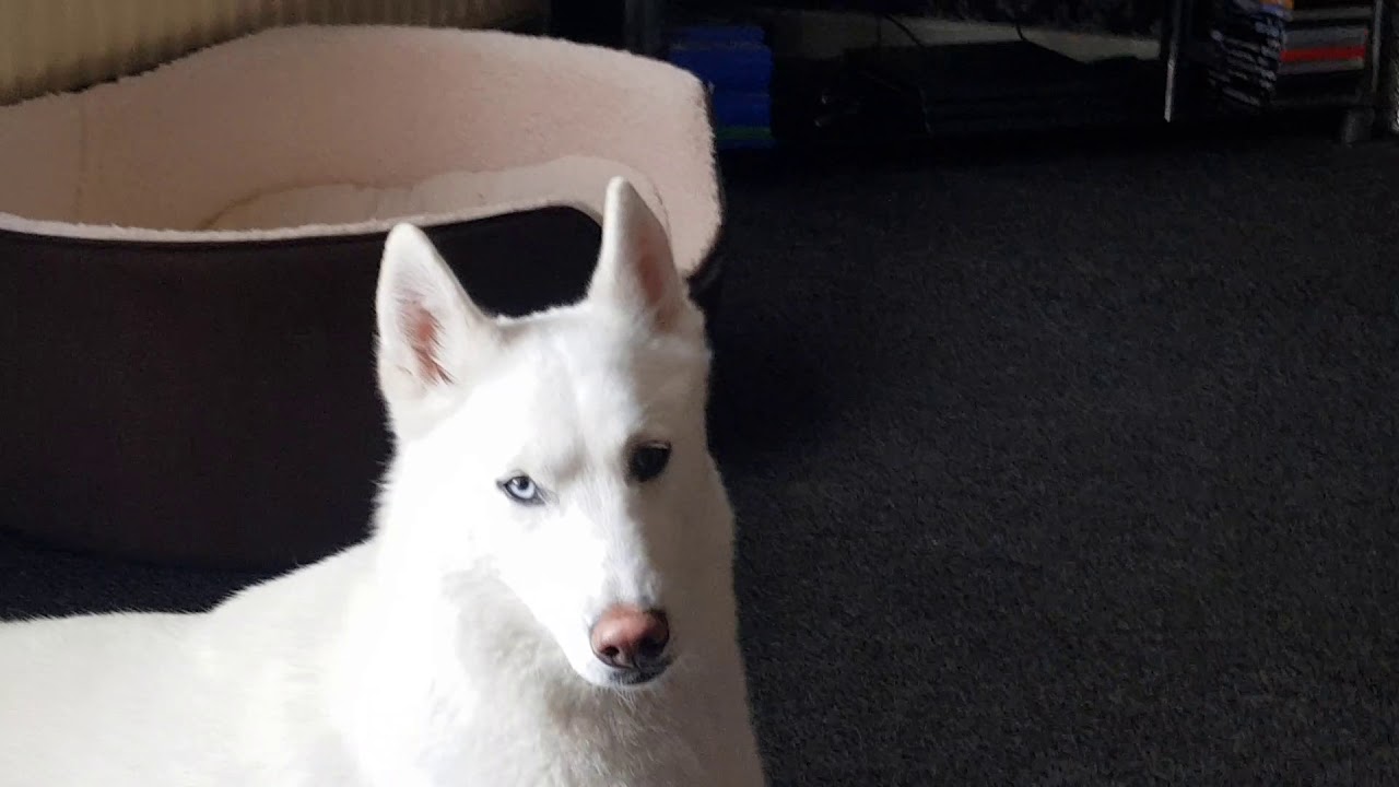 All white Siberian Husky, female - YouTube