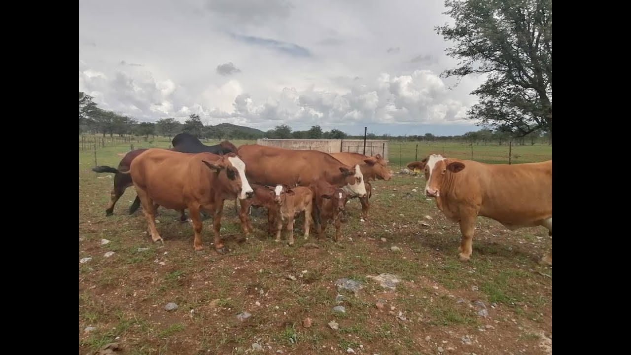 AGRA TIMED AUCTION - 2 Lots of 20 Simbra Cows & Calves - YouTube