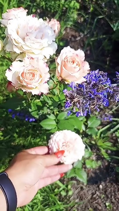 101 роза 🌹🌹🌹🌹🌹в саду. - YouTube