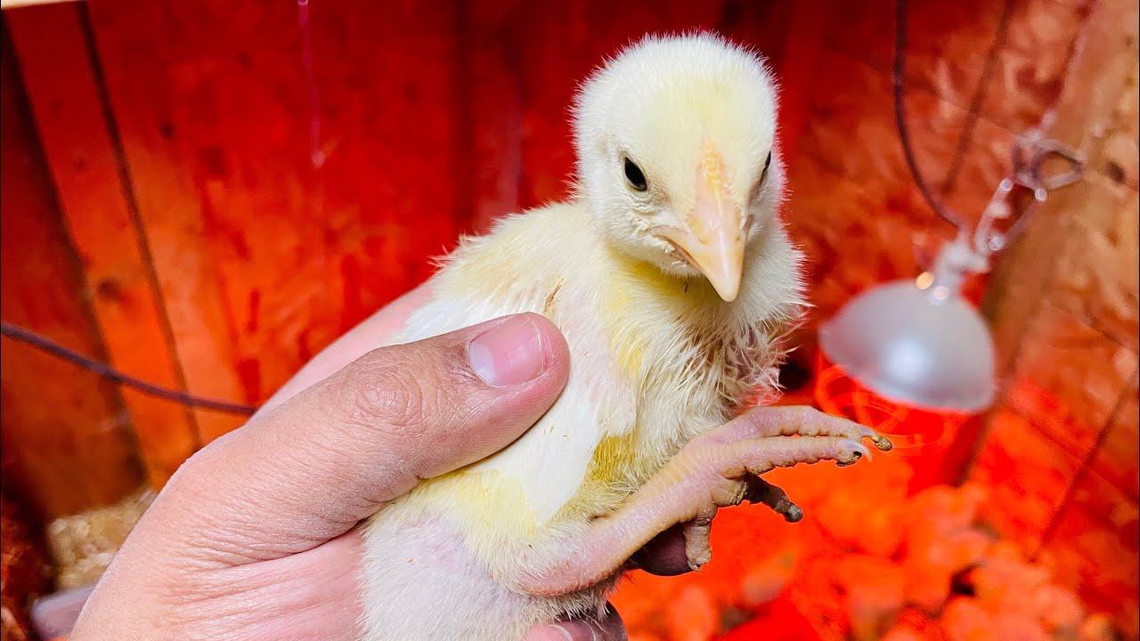 Semana 2: Criando Pollos de Engorda - YouTube