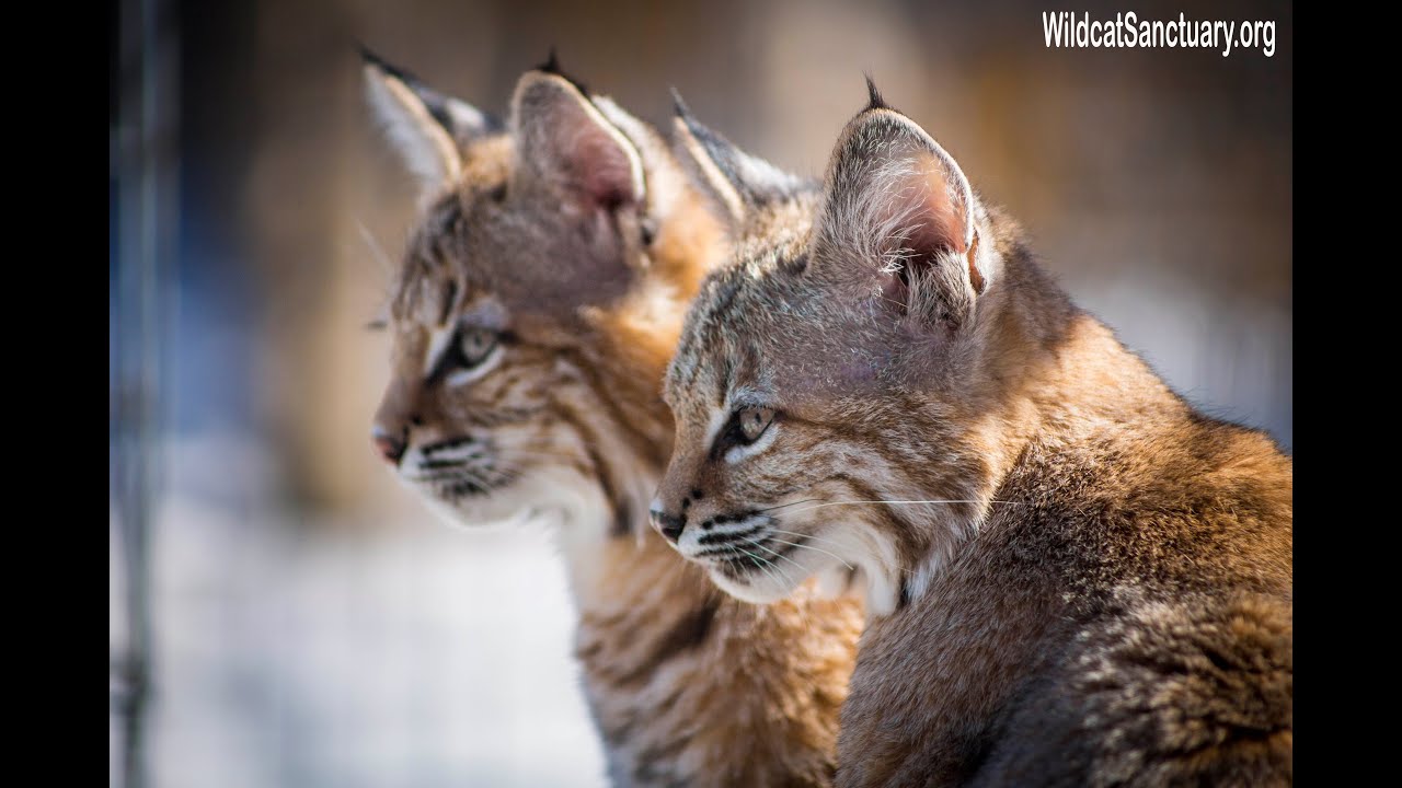 Rescued Bobcat Kittens Cat-Around - YouTube