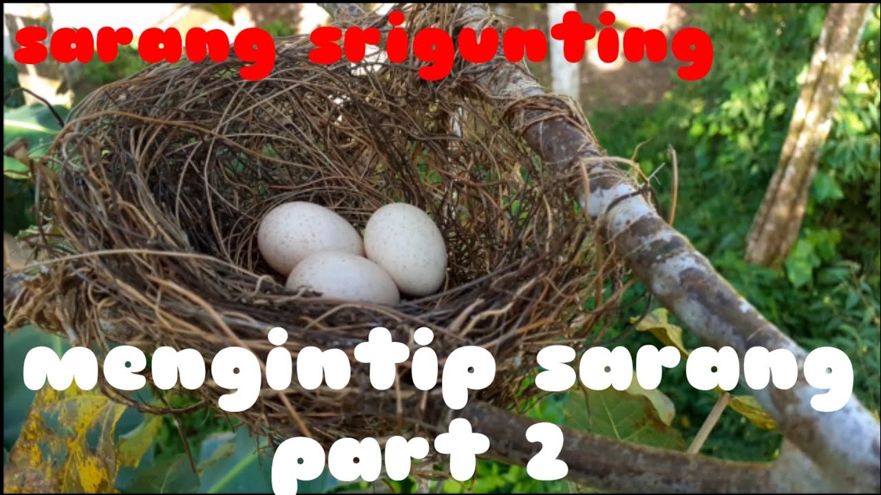 mengintip sarang srigunting part 2 - YouTube