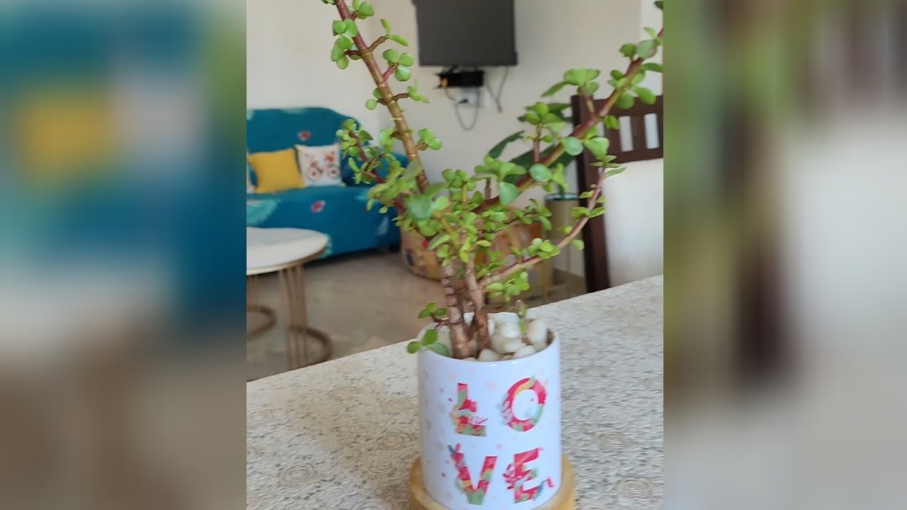 Useful Tips For Healthy & Bushy Jade Plant - YouTube