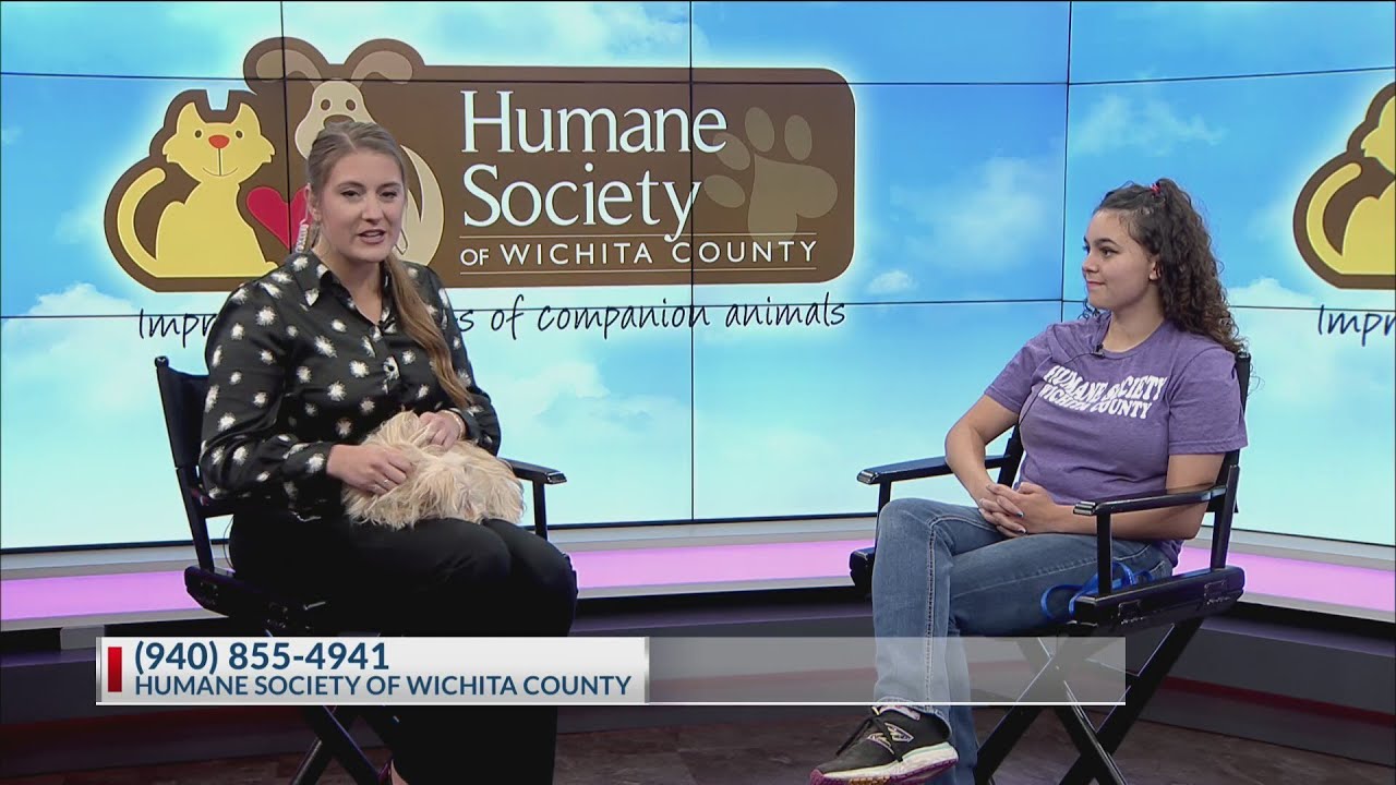 Harry the dog, humane society KFDX 3 News at Noon - YouTube
