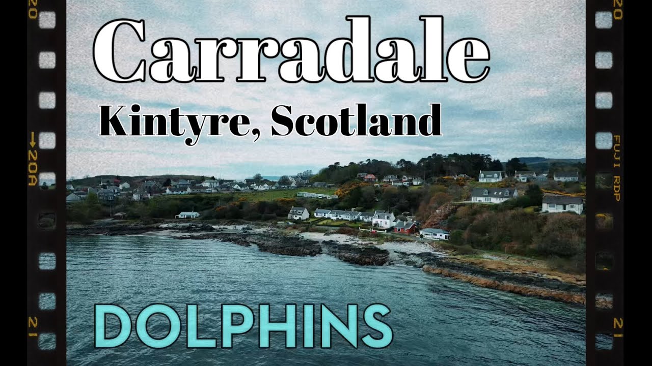Dolphins at Carradale, Kintyre, Scotland - YouTube