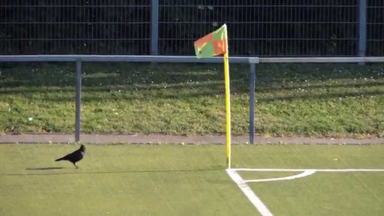 crow and flag - YouTube