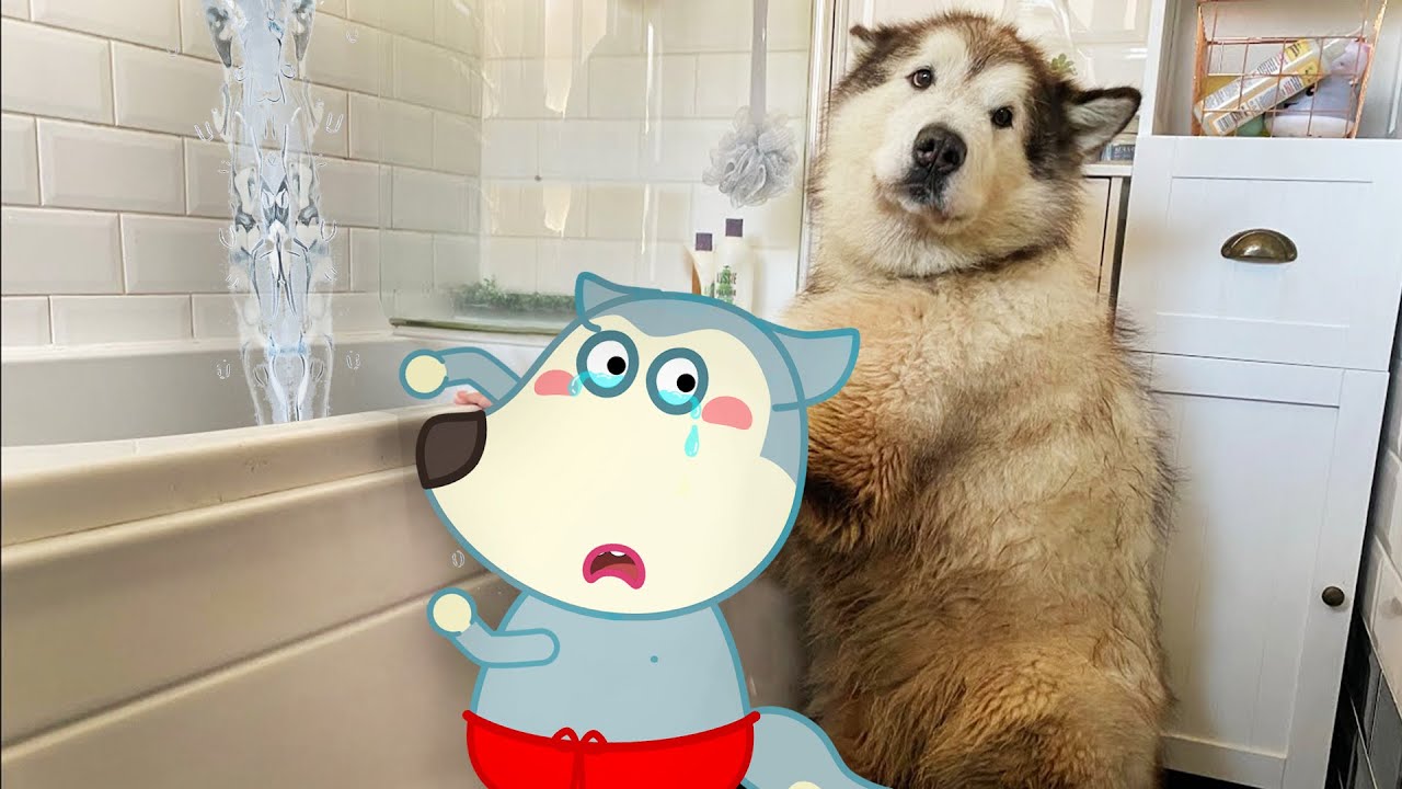 Quando Wolfoo e cão culpado cometem erros 😾🐶 Wolfoo in Real Life ...