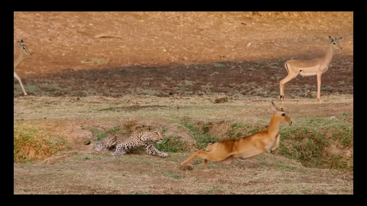 Incredible Predators - Trailer (Eu Portuguese) - YouTube