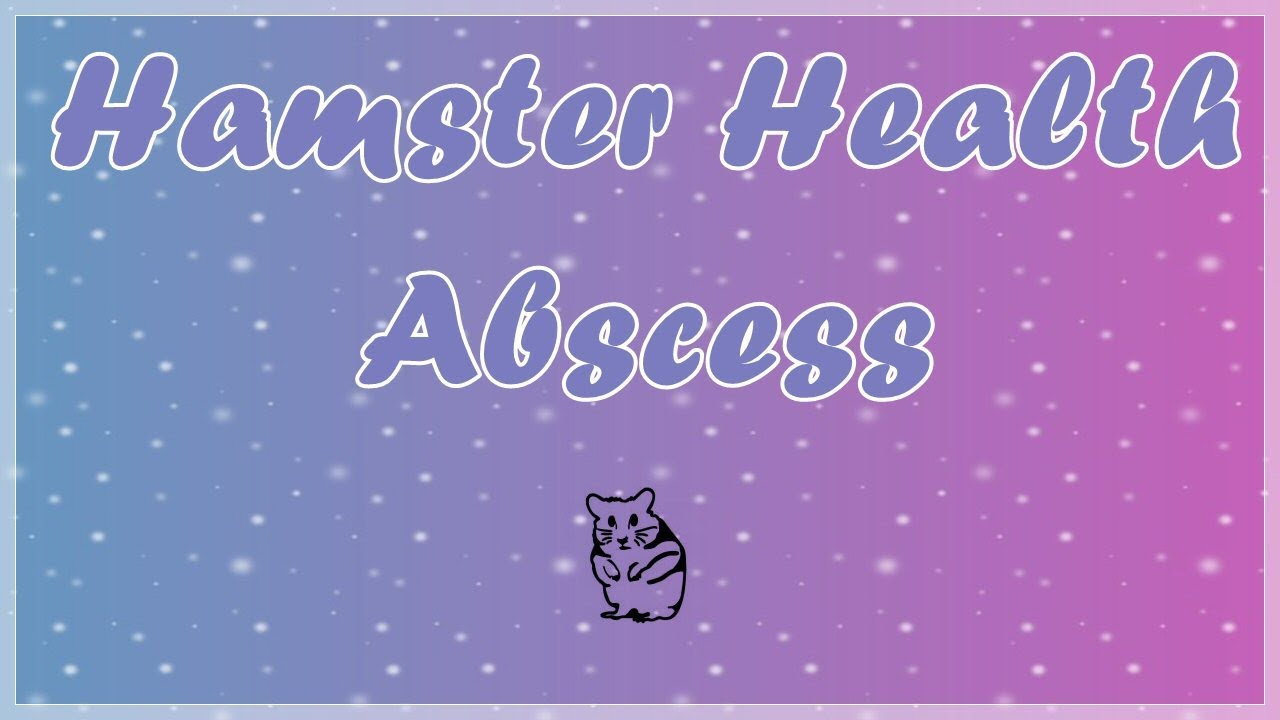 Hamster health problem: Abscess - YouTube