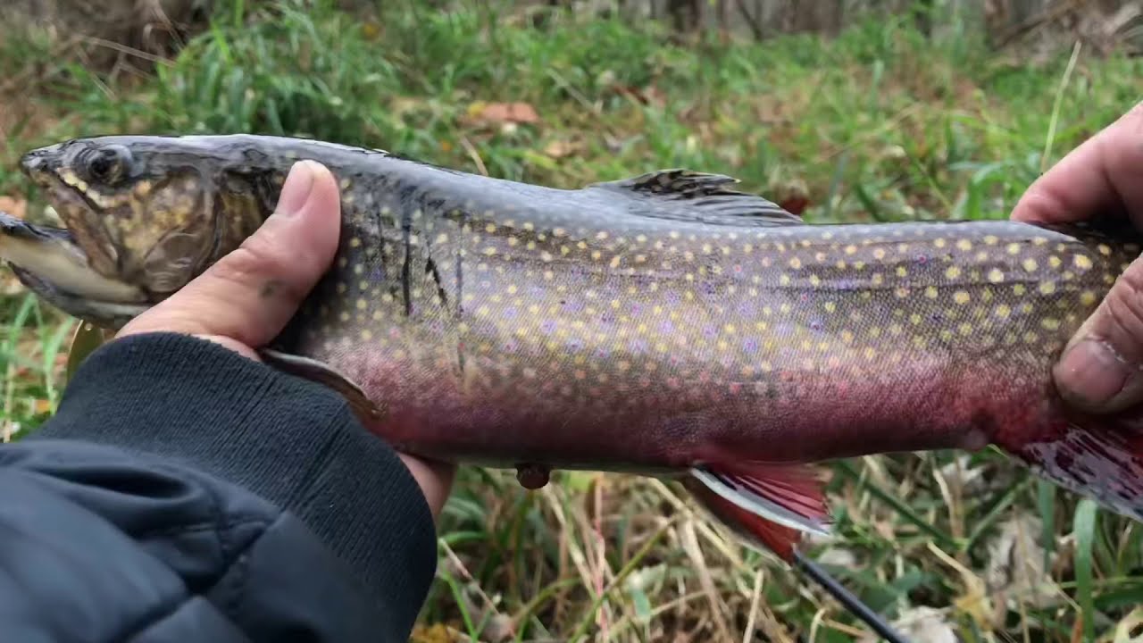 Fishing for fall trout with rooster tails spinner,11/1/20 - YouTube