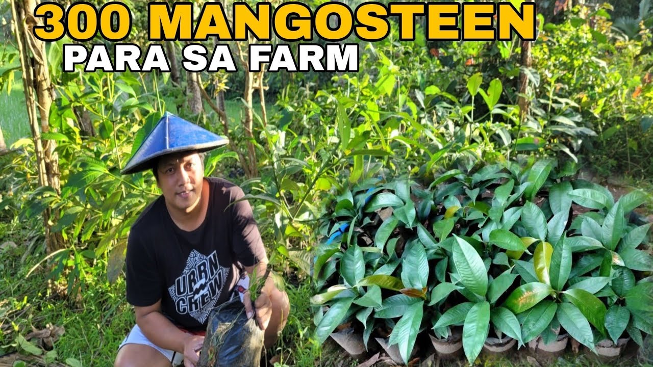 300 puno ng mangosteen para sa Bagong gagawing Farm mangosteen - YouTube