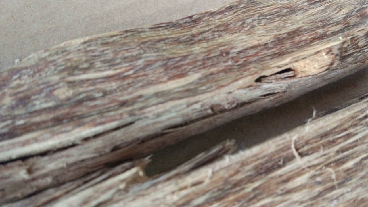 Wild Natural Agarwood Grade AB aka Aloeswood, Eaglewood, Gaharu, Oud ...