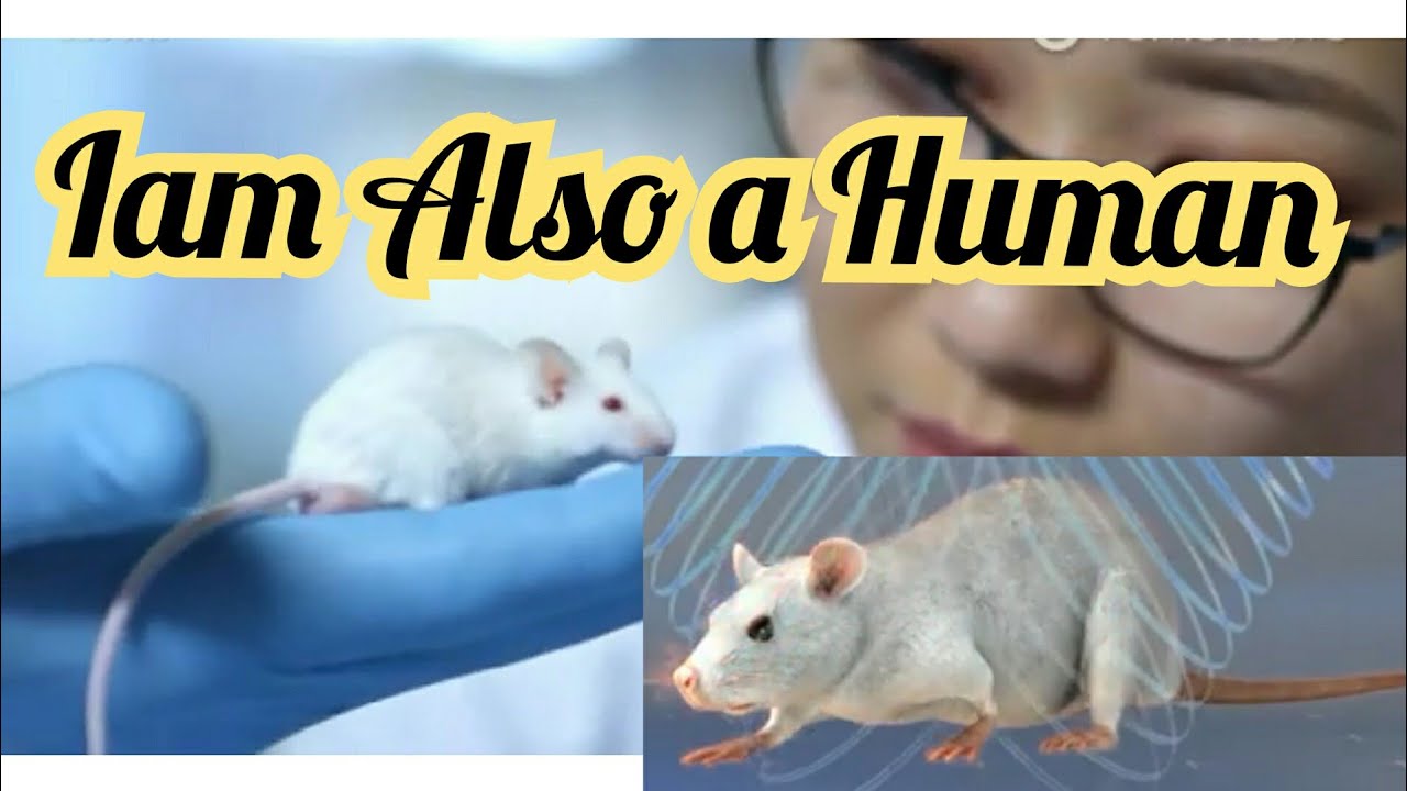 Scientists made chimera Mice as a part of human cells. - YouTube