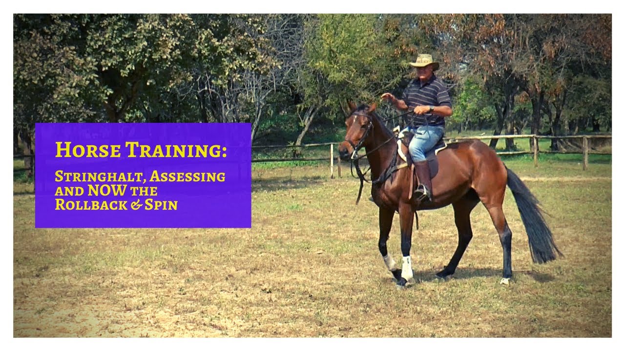 Stringhalt, Assessment & NOW the Rollback & Spin - Horse Training ...